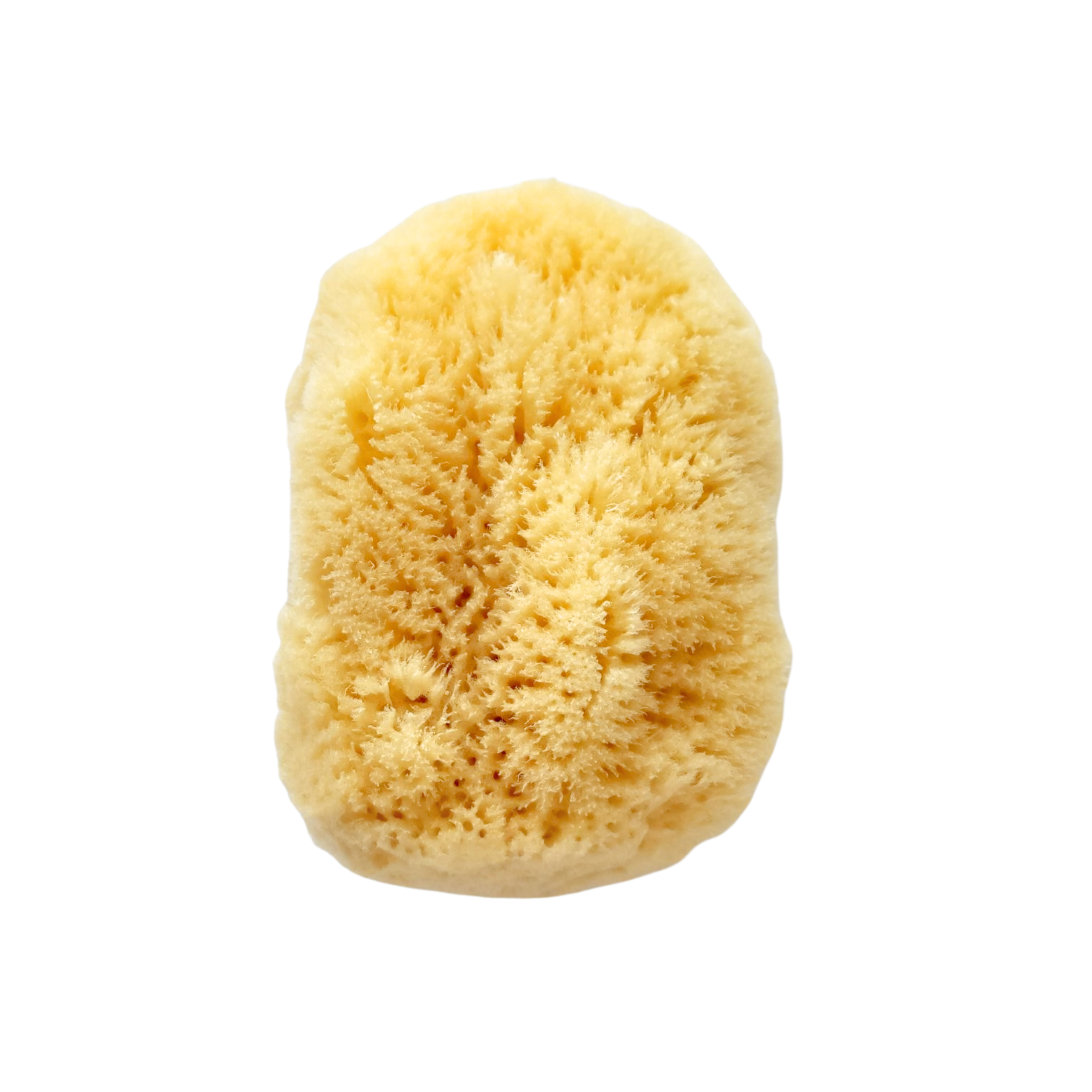 Natural Sea Sponge – Caribbean “Silk” – PERMA∞EARTH